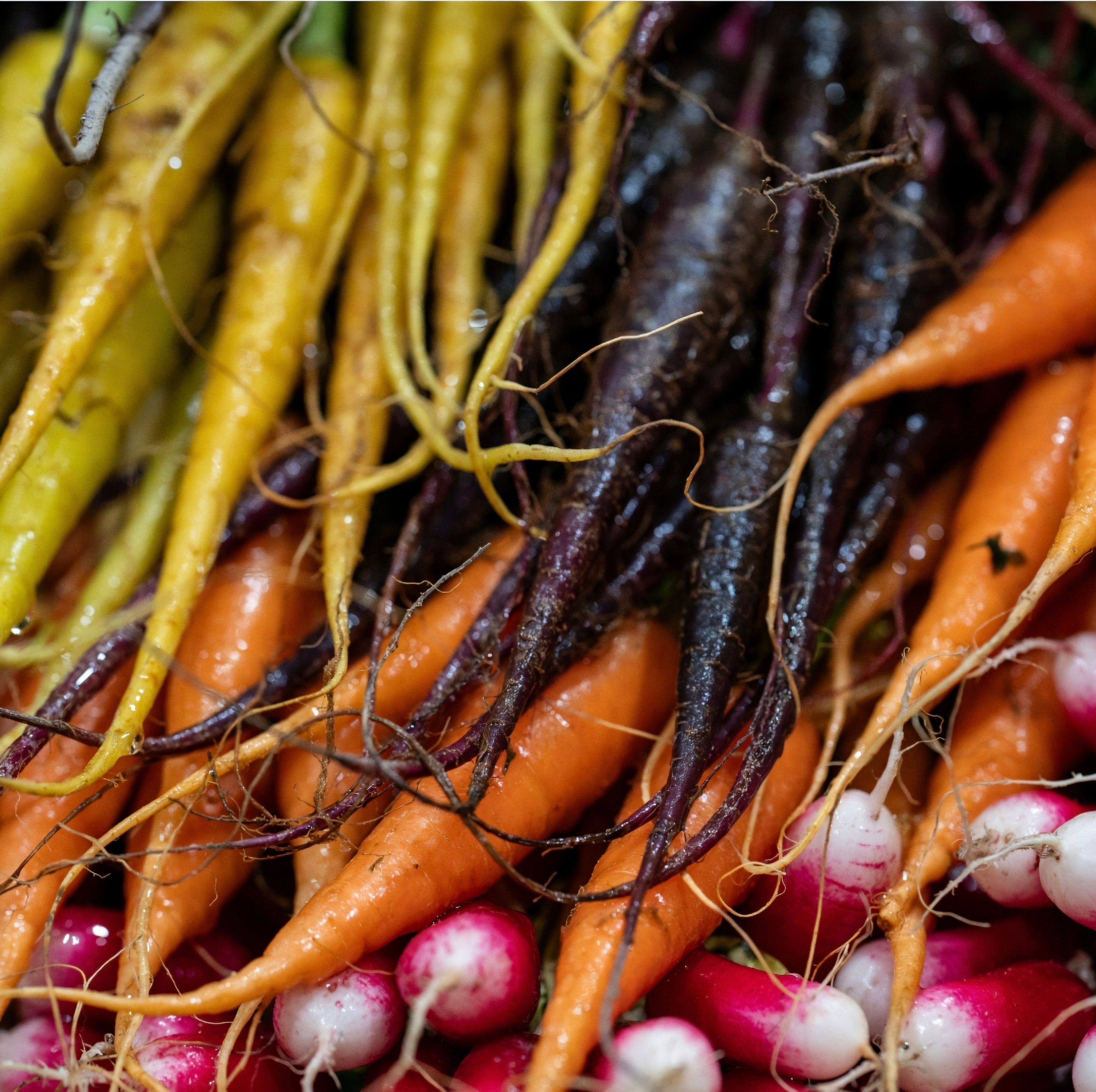 Root Crops – Whitwam Organics
