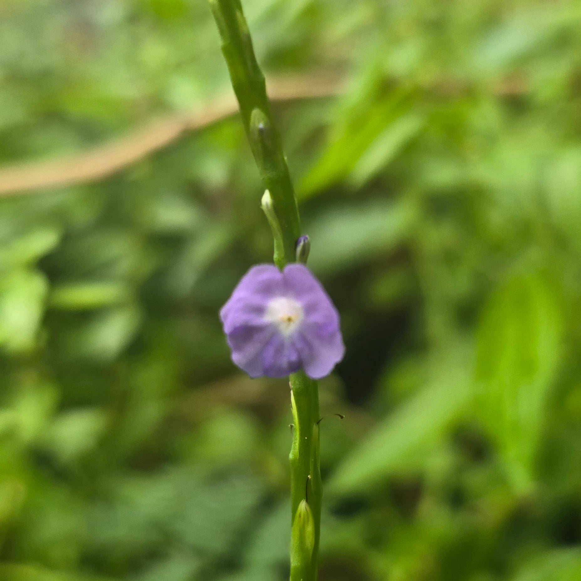 Blue Porterweed (Stachytarpheta jamaicensis) (Florida Native) – Whitwam ...