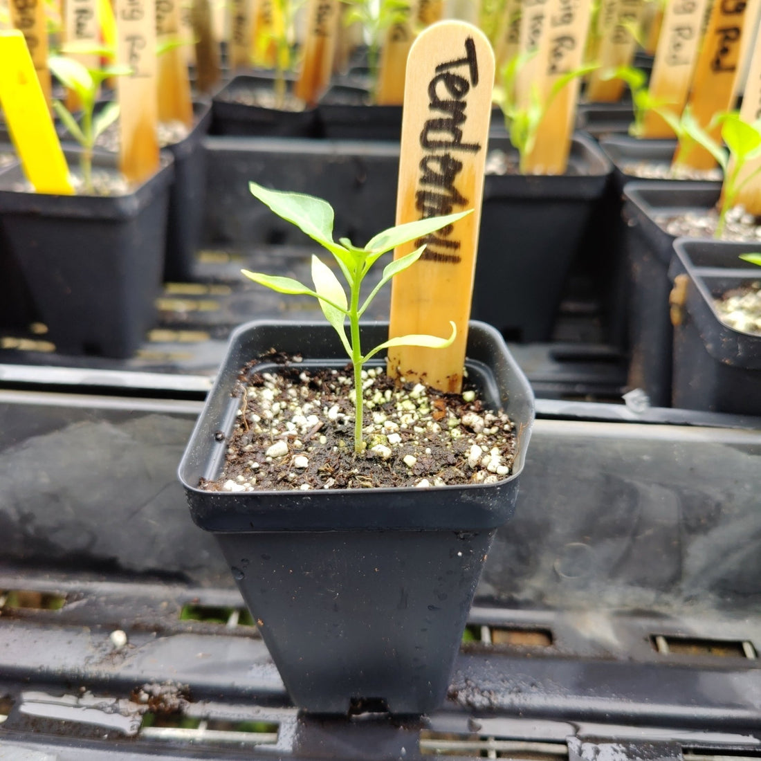 Pepper-Tenderbell Hybrid Mini Bell – Whitwam Organics