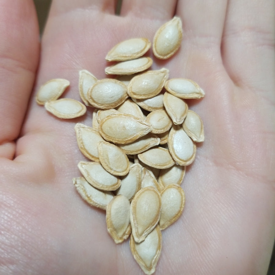 Squash-Aehobak Korean – Whitwam Organics