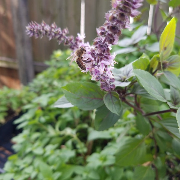 Basil-African Blue (purple stem, purple veined leaves, violet flower ...