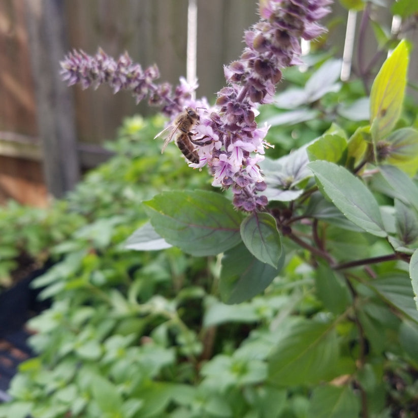 Basil-African Blue (purple stem, purple veined leaves, violet flower ...
