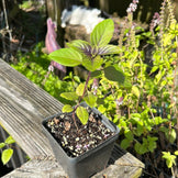 Basil-African Blue (purple stem, purple veined leaves, violet flower ...