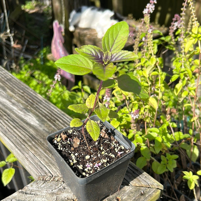 Basil-African Blue (purple stem, purple veined leaves, violet flower ...