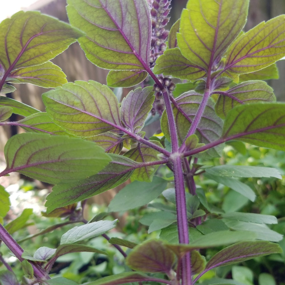 Basil-African Blue (purple stem, purple veined leaves, violet flower ...