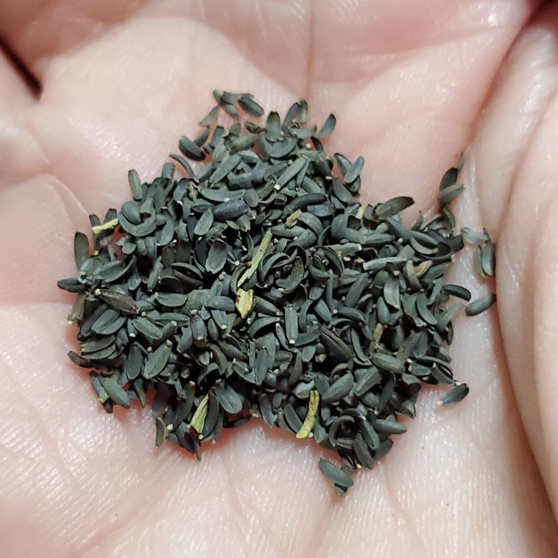 coreopsis seeds